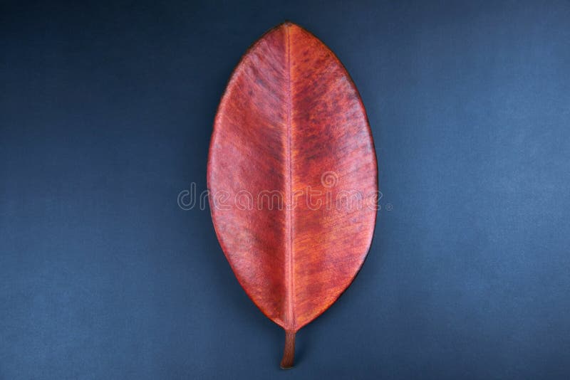 Red Leaf of Ficus Robusta on Blue Background Stock Photo - Image of ...