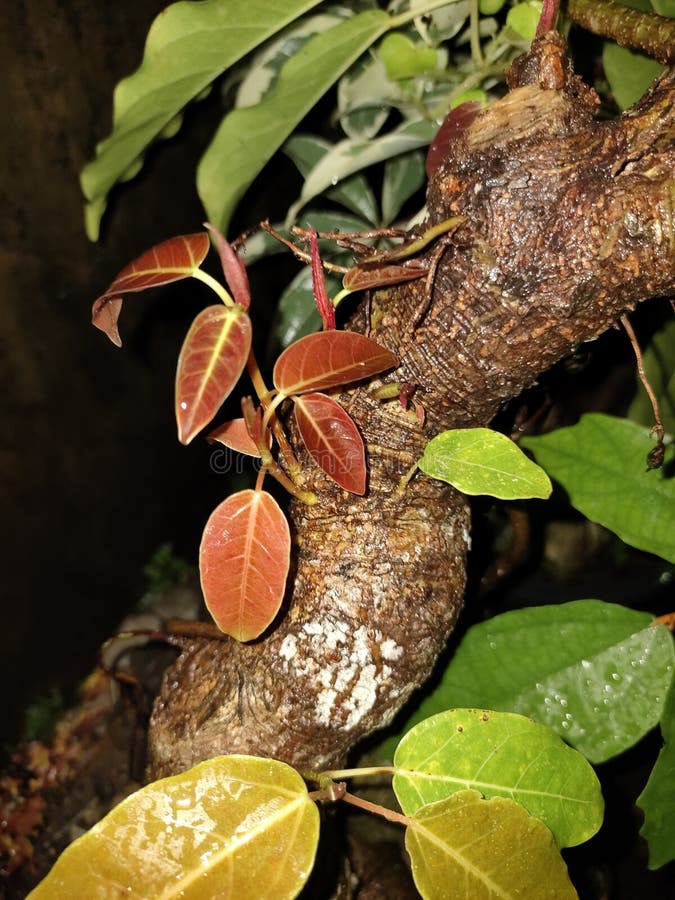 Red Leaf of Ficus Superba & X28;Bunut& X29; Stock Image - Image of ...