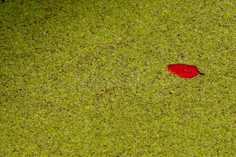 Red duckweed stock photo. Image of contrast, color, growth - 6359644