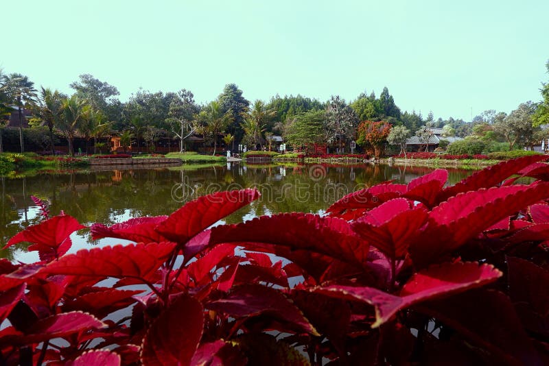 Red leaf flower editorial stock image. Image of leaves - 223396929