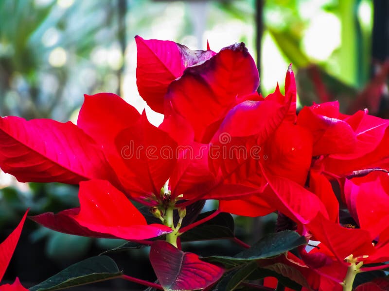 Red Leaf Flower in Sunlight Wallpaper Stock Image - Image of wildflower ...