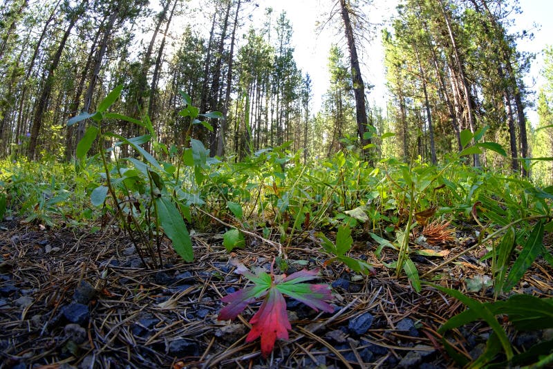 Red Leaf Forest Floor with Pine Trees in Background Stock Image - Image ...