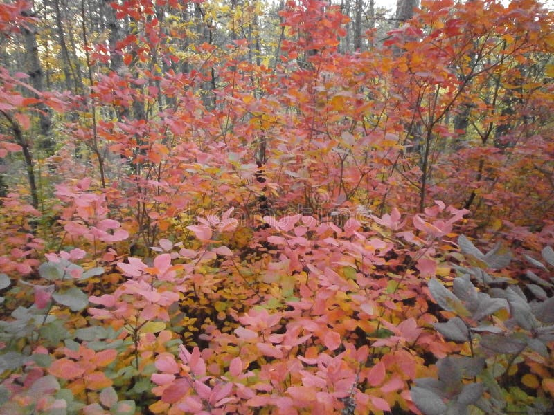 Red leaf. Forest stock image. Image of nature, forest - 152472033