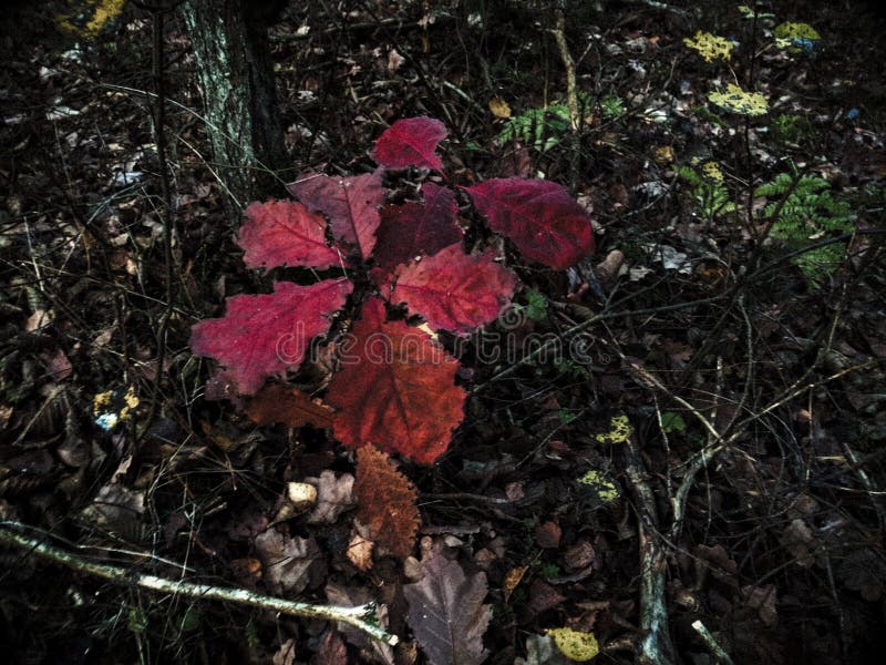Red leaf at forest stock image. Image of leaf, forest - 163785139