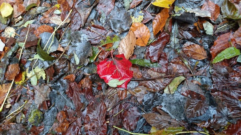 Red leaf in the forest stock image. Image of forest, leaf - 80858193
