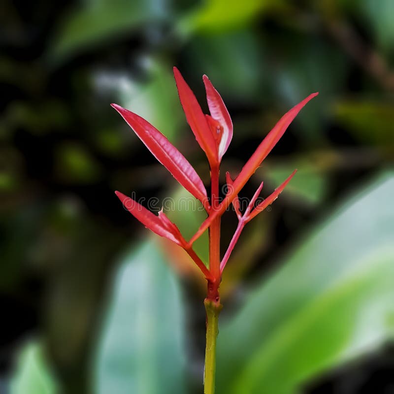 Red Leaf in the Garden of Ragunan Zoo Stock Image - Image of ragunan ...