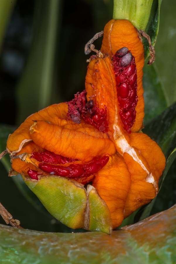 Red-leaf Ginger Fruits stock image. Image of ginger - 208854581