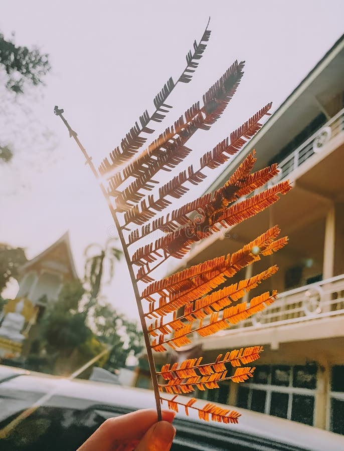 Red Leaf Good Light Beautiful Wallpaper Stock Photo - Image of produce ...