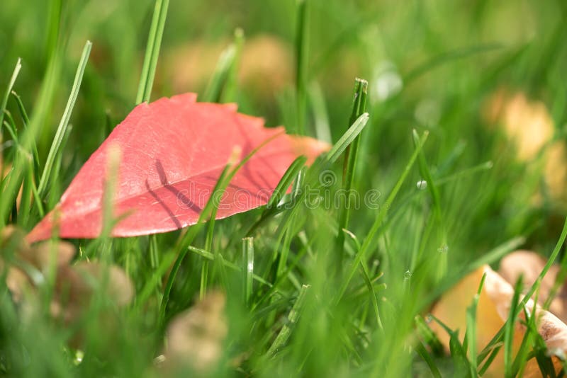 Red Leaf in the Grass. Autumn Stock Photo - Image of closeup, land ...