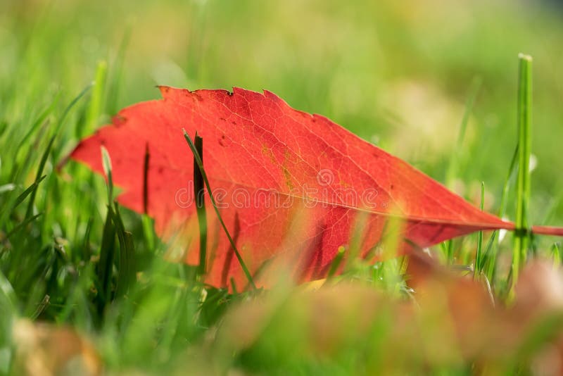 Red Leaf in the Grass. Autumn Stock Image - Image of nature, beauty ...