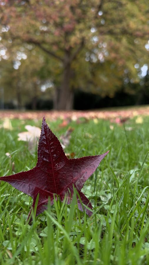 Red leaf among green grass stock image. Image of colorful - 307515961