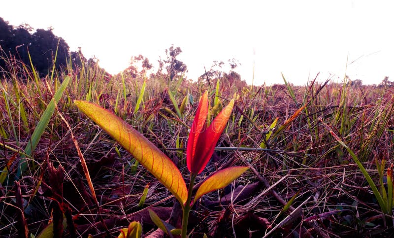 Red Leaf on the ground stock image. Image of back, natural - 82823339