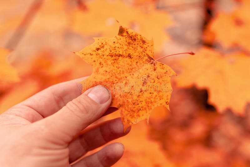 Red Leaf in Hand in Autumn Forest Stock Image - Image of october ...