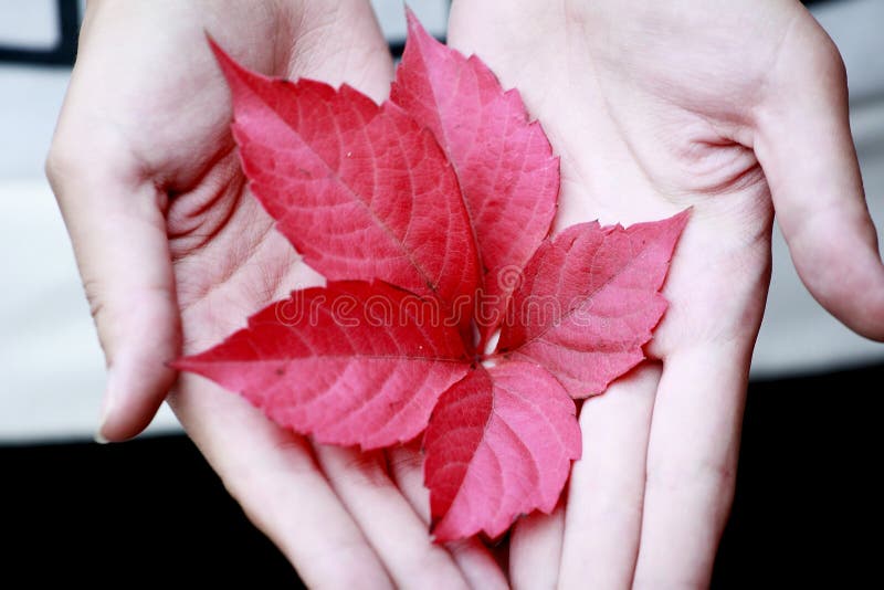 Red leaf in hands stock photo. Image of collection, macro - 21488522