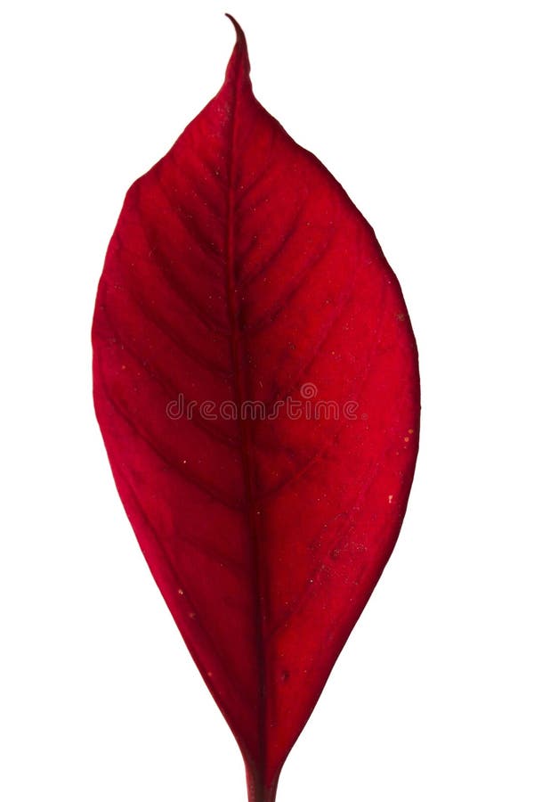 Red leaf isolated stock photo. Image of organic, green - 53744426