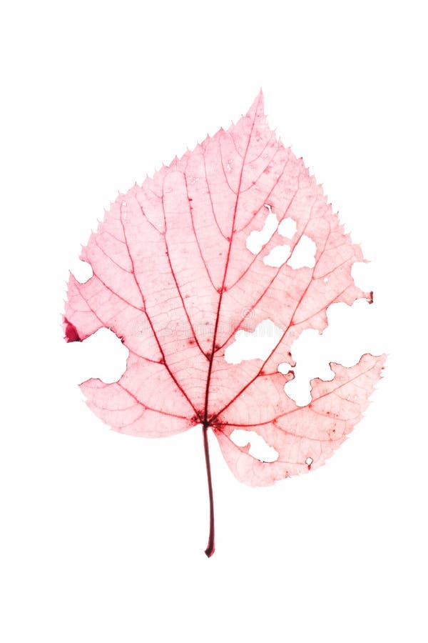 Beautiful Red Leaf Isolated on a White Background Stock Photo - Image ...