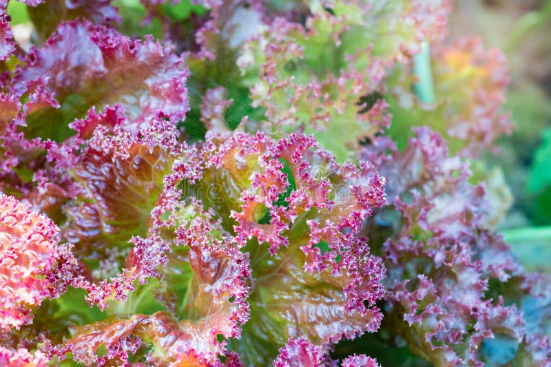 Red-leaf Lettuce, Growing in the Garden, Close Up Stock Photo - Image ...
