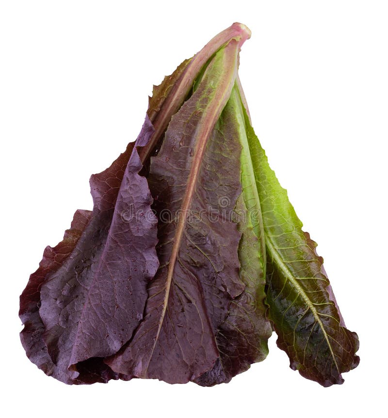 Red Leaf Lettuce Isolated on a Transparent Background Stock Photo - Image of salad, healthy ...