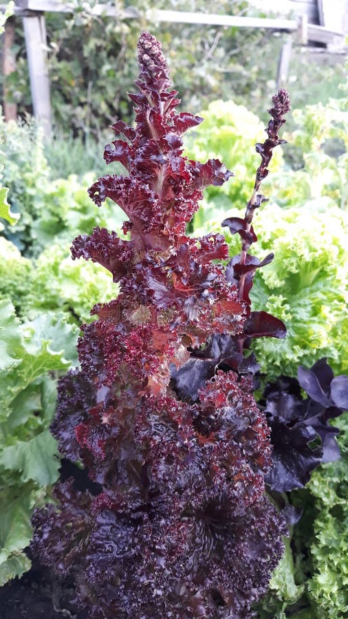 Red Leaf Lettuce Lollo Rossa Stock Photo - Image of benito, lettuce ...