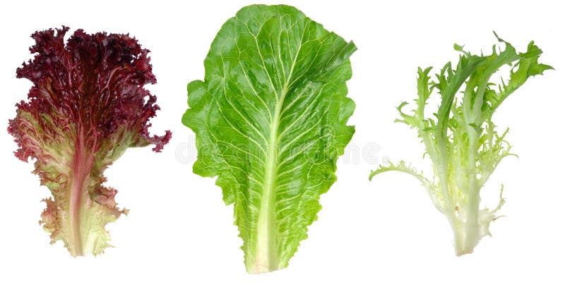 Red Leaf Lettuce, Romaine and Endive Leaf Stock Image - Image of ...