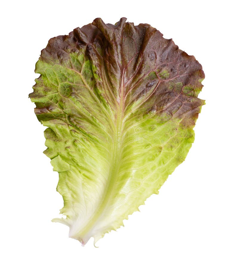 Red Leaf Lettuce, Single Leaf of a Lettuce Variety, Isolated, from ...