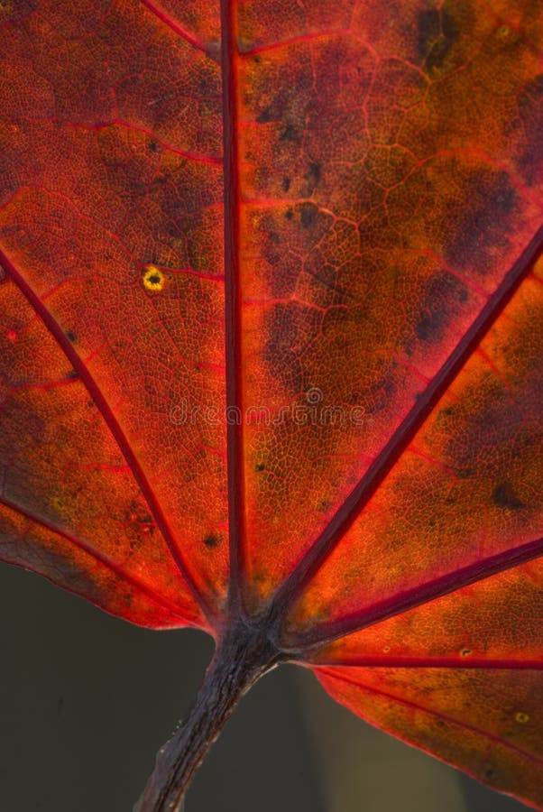 Red leaf macro stock photo. Image of macro, autumn, colorful - 4355186