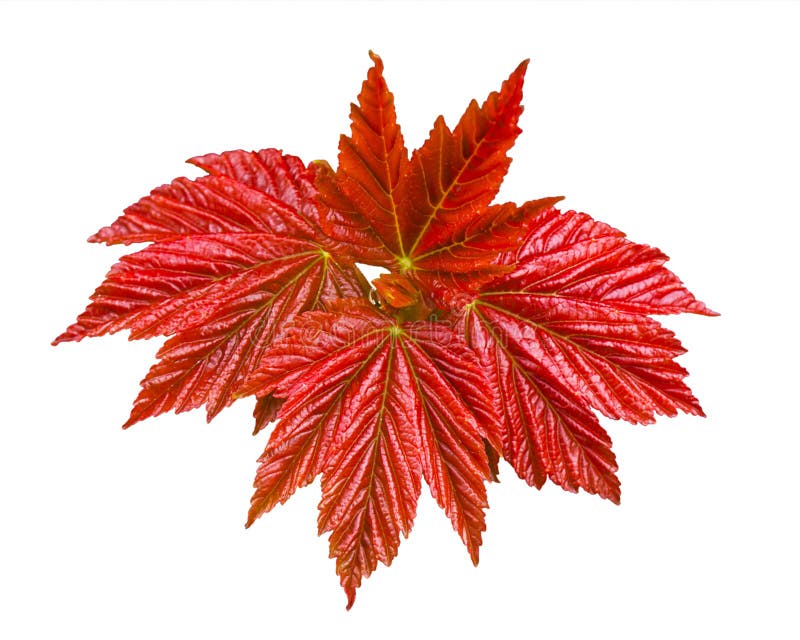 Red leaf stock image. Image of nature, leaf, sheen, spring - 35290679