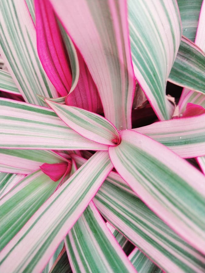 Red Leaf Ornamental Plant in Asian Gardens? Stock Photo - Image of ...