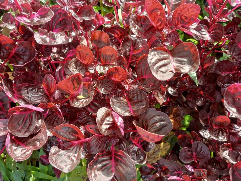 Red Leaf Ornamental Plant in the Morning Sun Stock Photo - Image of ...