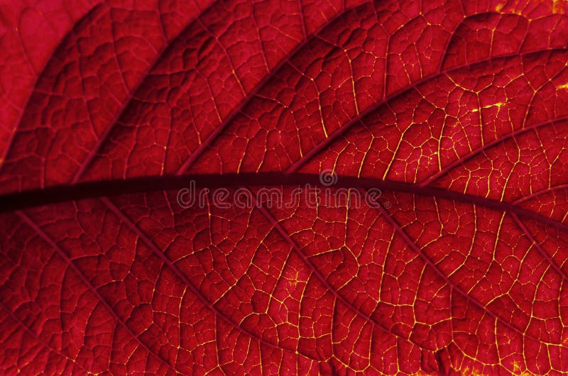 Red Leaf of a Plant, Close Up Nature Background Stock Image - Image of ...