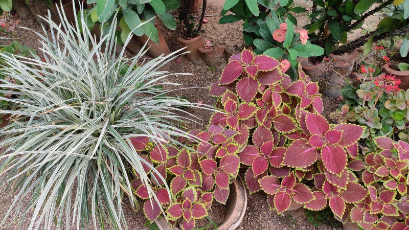 Red Leaf Plants in the Garden Stock Photo - Image of woodland, produce ...