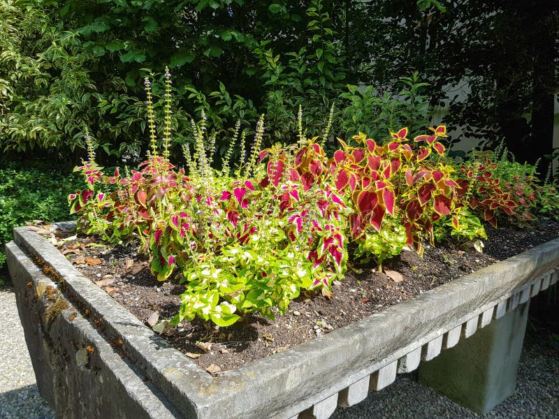 Red Leaf Plants in a Botanical Garden during Summer Stock Photo - Image ...