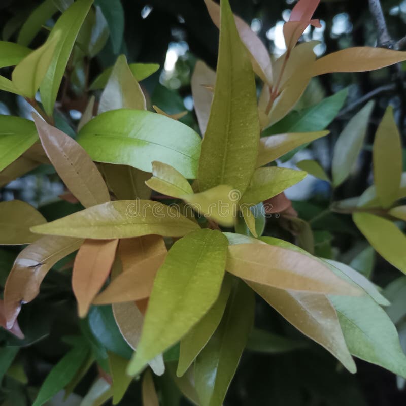 Red leaf plants at garden stock photo. Image of produce - 379493138