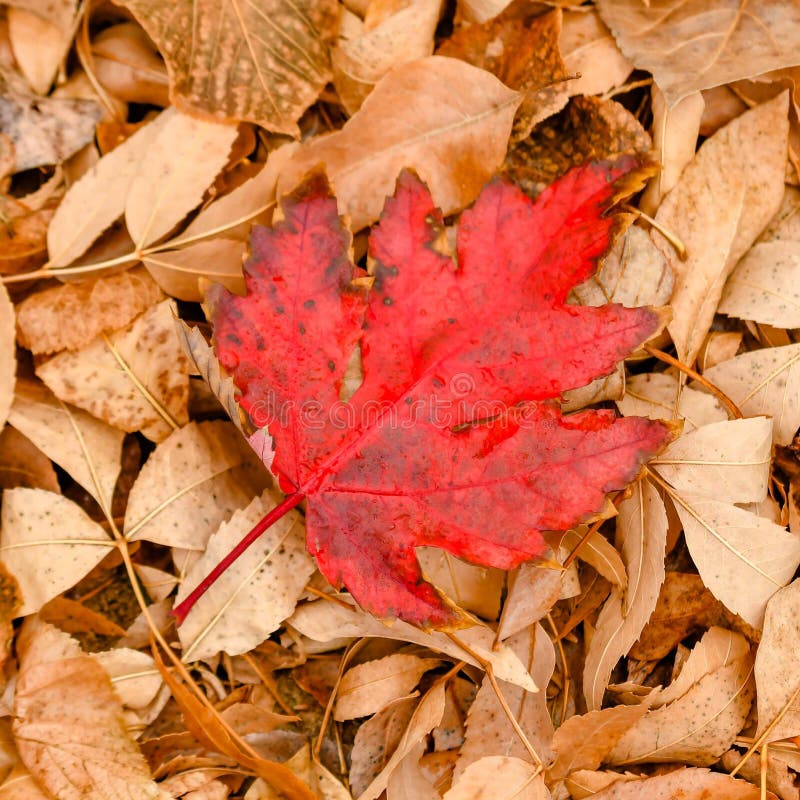 Red leaf stock image. Image of leafs, seasons, dead - 131533957