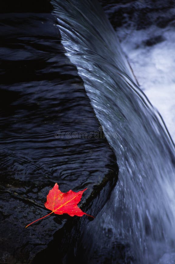 Red leaf on rock stock photo. Image of maple, resting - 7467290