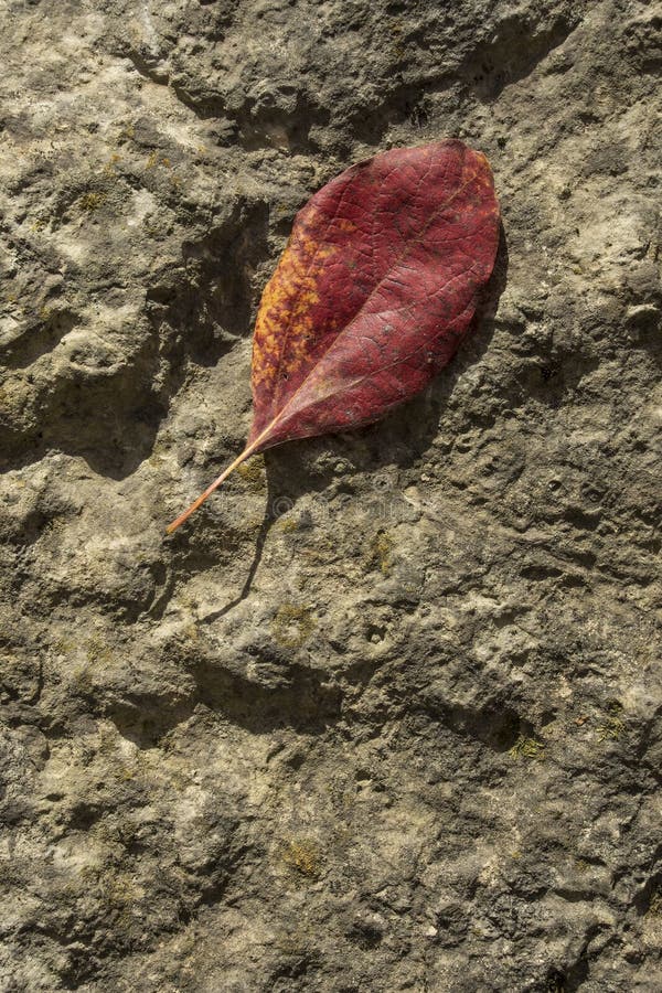 Red leaf on rock stock photo. Image of plant, stem, holes - 62463648