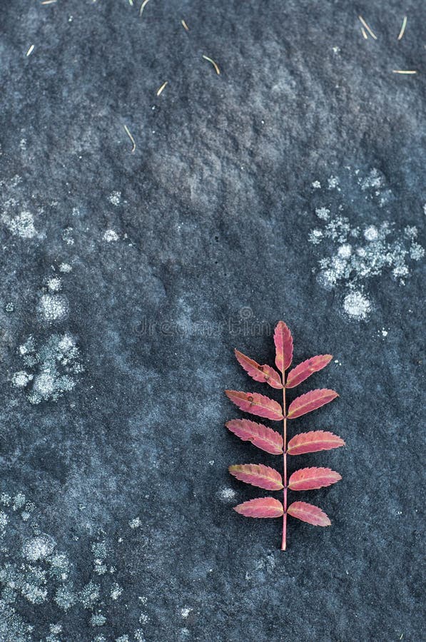 Red Leaf on a Rock Texture and Background Stock Image - Image of floor ...