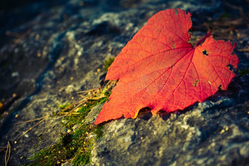 Red leaf on rocky stone stock photo. Image of dead, closeup - 180670114