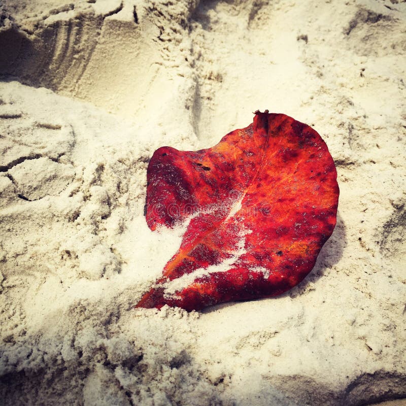 The red leaf stock photo. Image of peace, leaves, leaf - 162551138