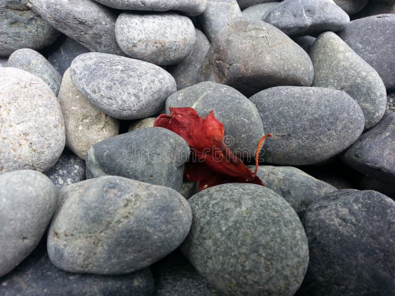 Red Leaf on Small, Rounded, Smooth Pebbles Stock Photo - Image of ...