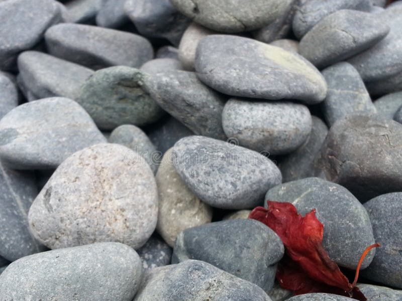 Red Leaf on Small, Rounded, Smooth Pebbles Stock Photo - Image of ...