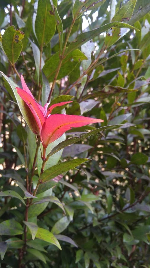 A Red Leaf of Small Tree Picture Stock Photo - Image of leaf, tree ...