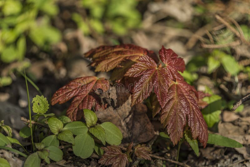 Red Leaf Small Tree in Spring Time Stock Image - Image of maple, branch ...