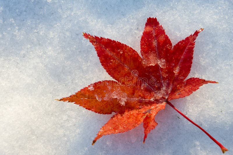 Red leaf at snow stock image. Image of leaf, single, white - 6974519