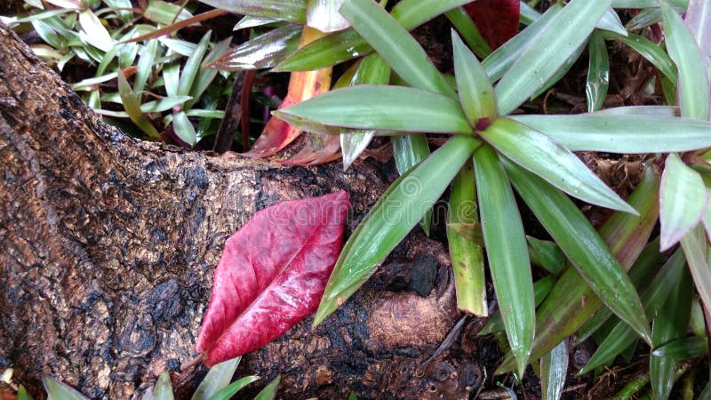 Red Leaf with Some Plants on the Tree Roots Stock Image - Image of leaf ...