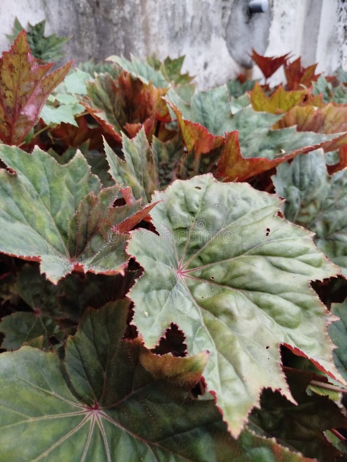 Red Leaf Star Begonia Plant Stock Photo - Image of leaf, petal: 347756796