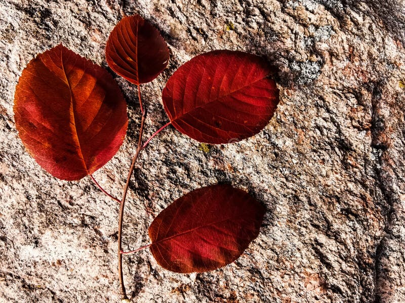 Red Leaf on the Stone Background. Autumn Stock Image - Image of forest ...