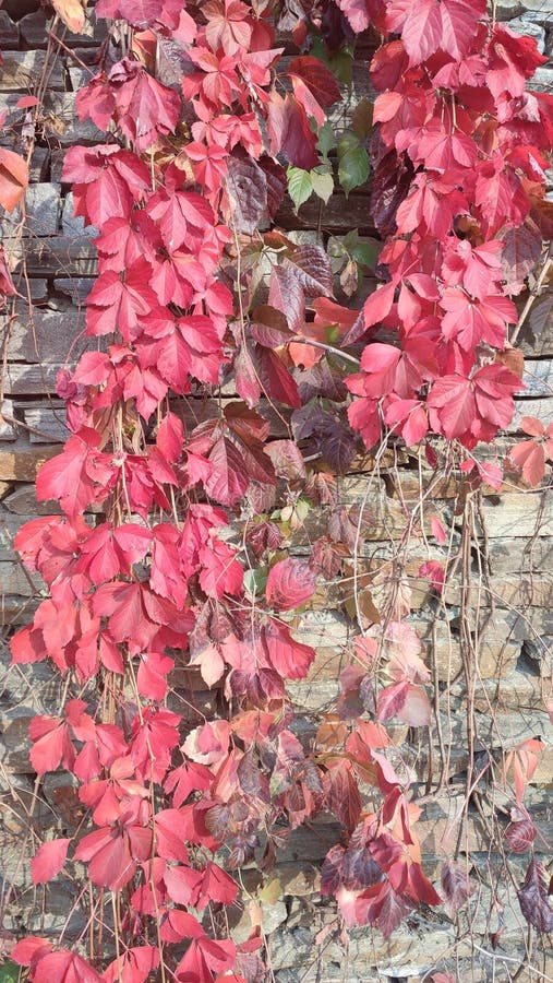 Red Leaf and Stone Wall in Autumn Stock Image - Image of blue, wall ...