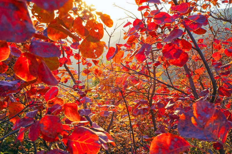 Red Leaf in Sunlight in Autumn Stock Photo - Image of view, forest ...