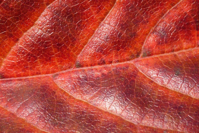 Red Leaf Texture stock photo. Image of nature, shades - 11582686